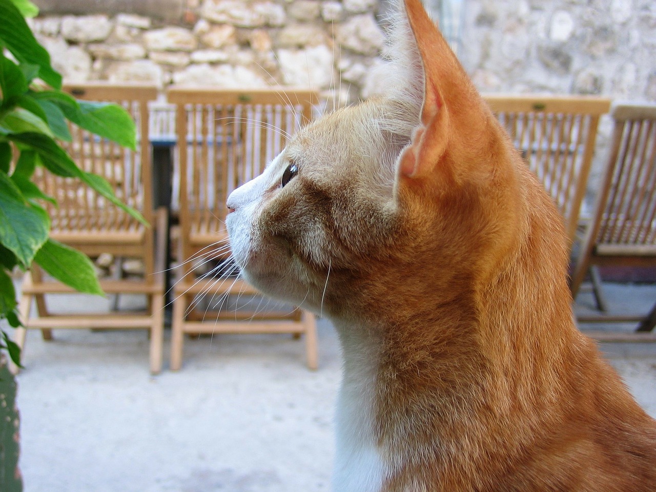 Comprendre le comportement des chats pour une meilleure prise en charge ...