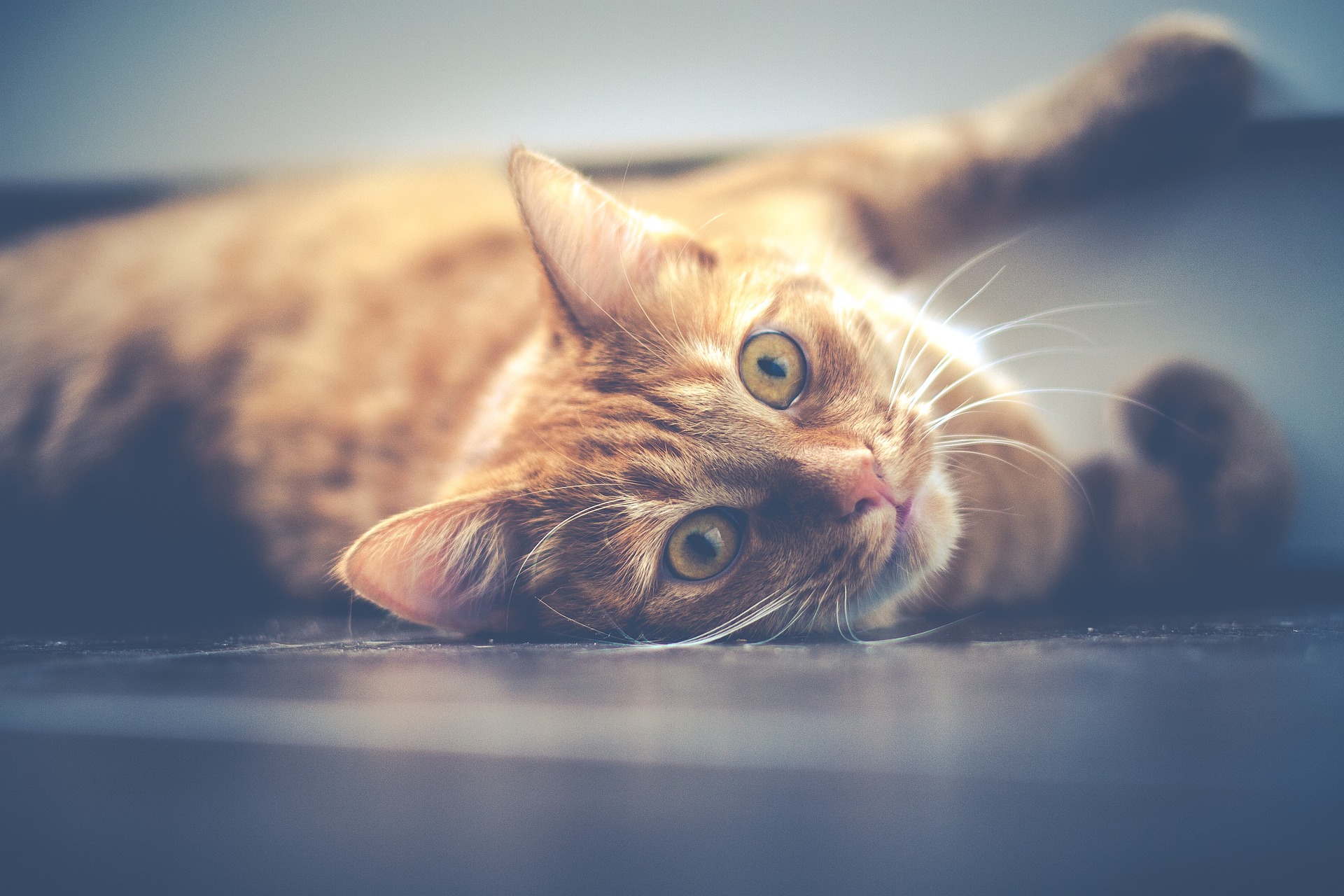Le Sida du chat (FIV : Virus de l’Immunodéficience Féline) – Vet4Care