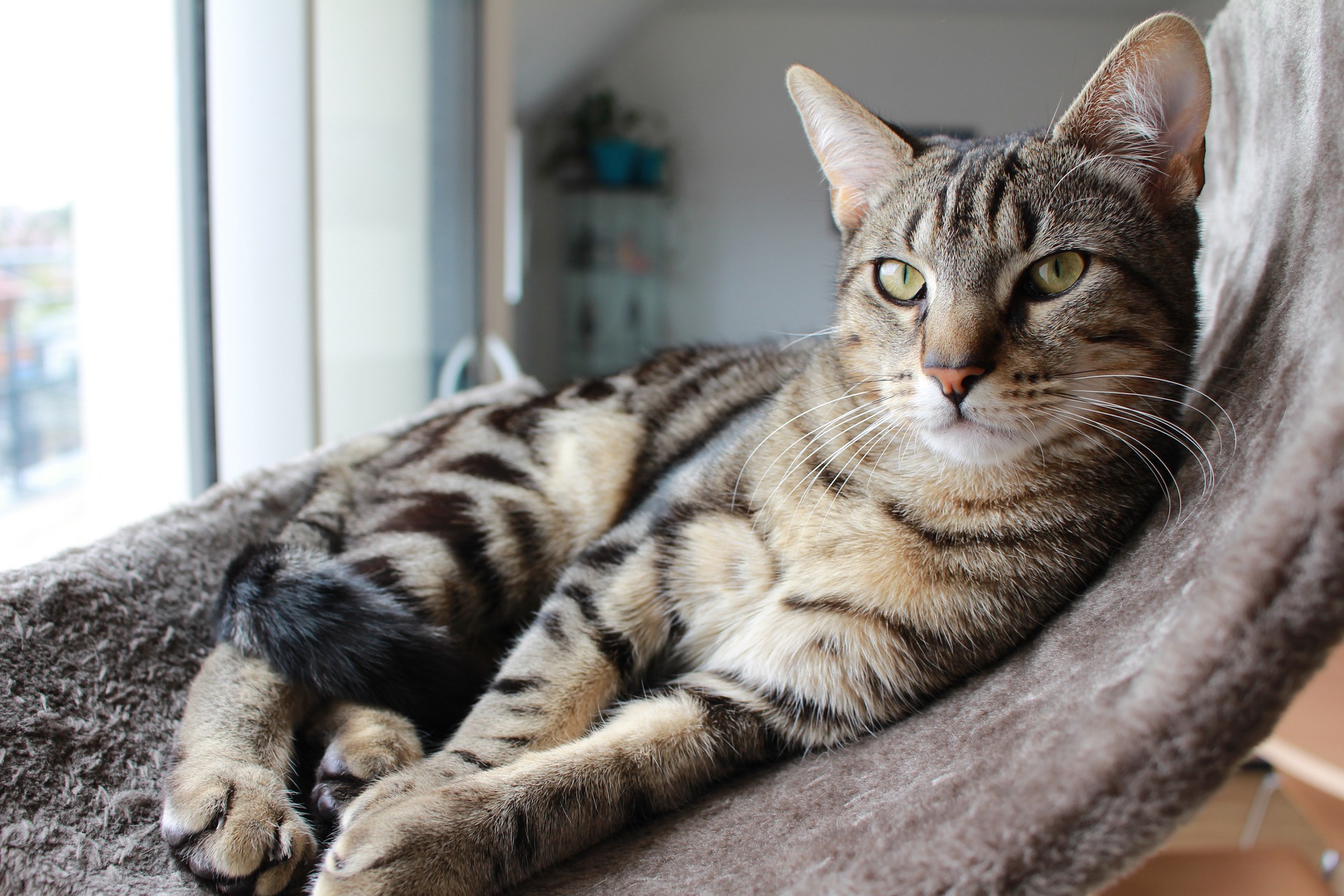Le Sida du chat (FIV : Virus de l’Immunodéficience Féline) – Vet4Care