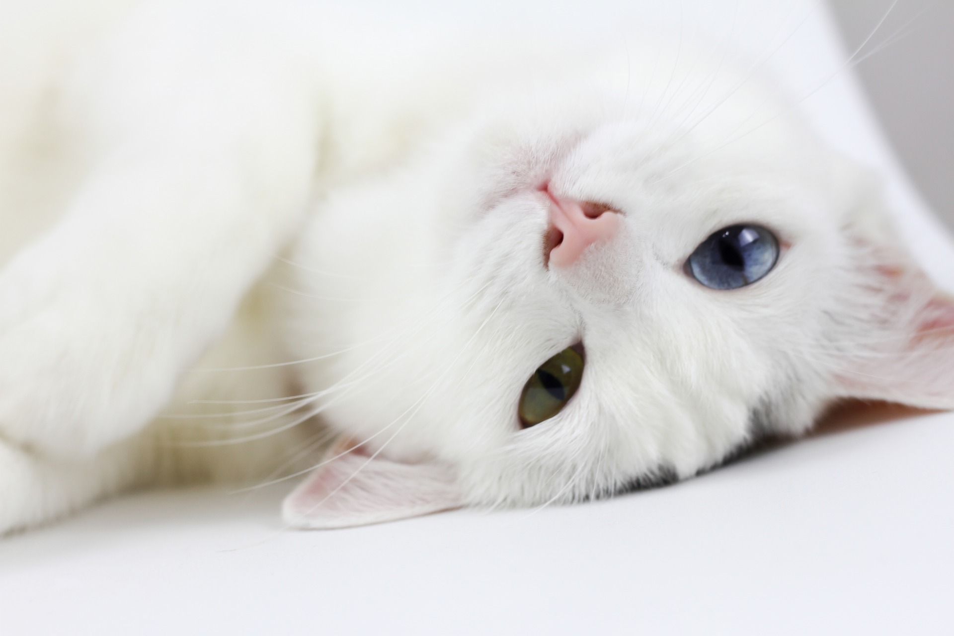 Le Sida du chat (FIV : Virus de l’Immunodéficience Féline) – Vet4Care