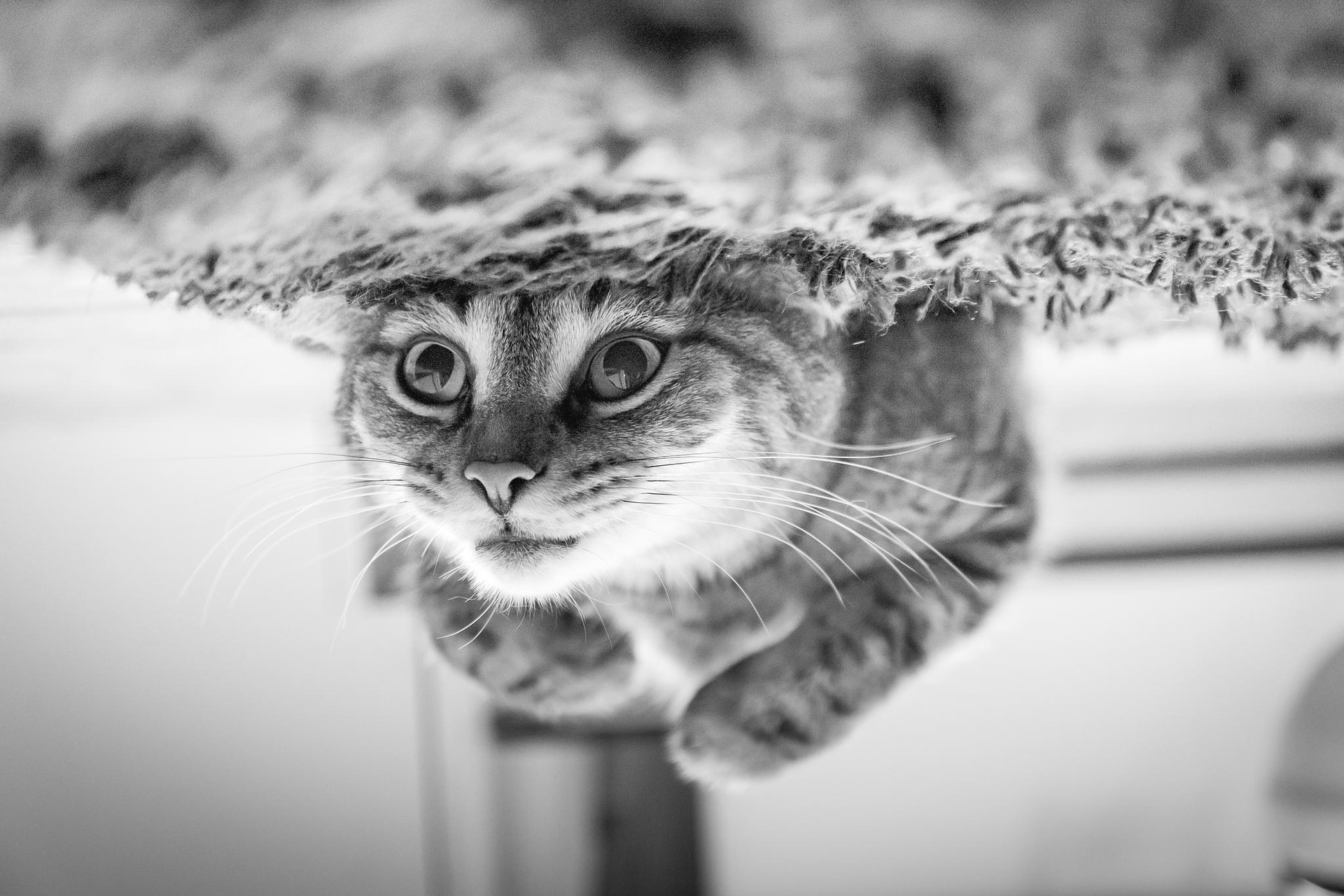 Le Sida du chat (FIV : Virus de l’Immunodéficience Féline) – Vet4Care