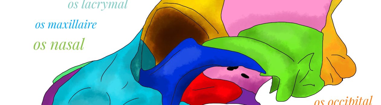 Crâne de chien – Vet4Care