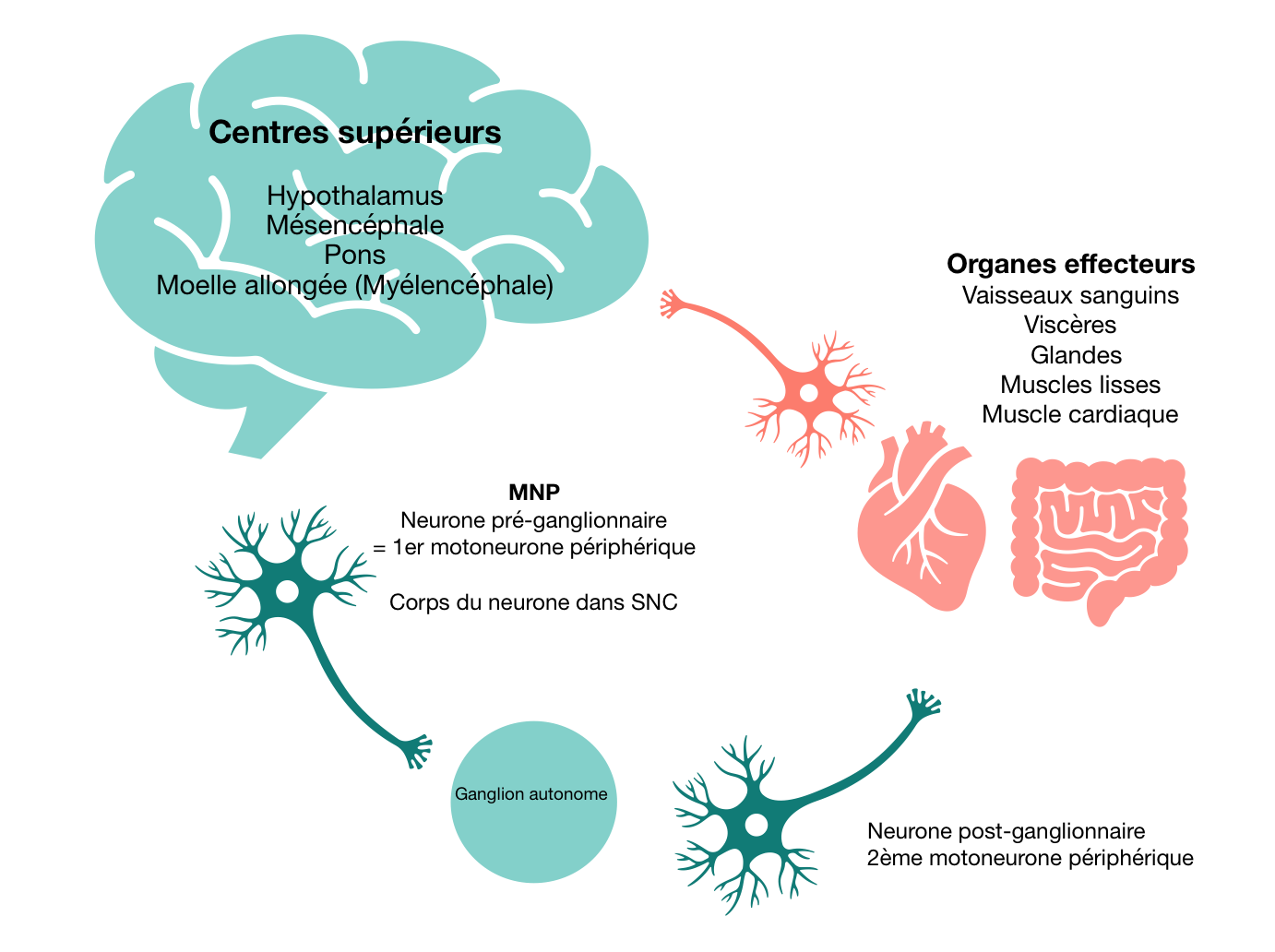 Système nerveux autonome et somatique – Vet4Care