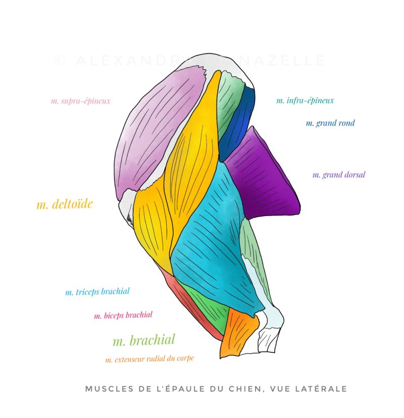 Muscles du membre antérieur du chien : épaule et bras – Vet4Care