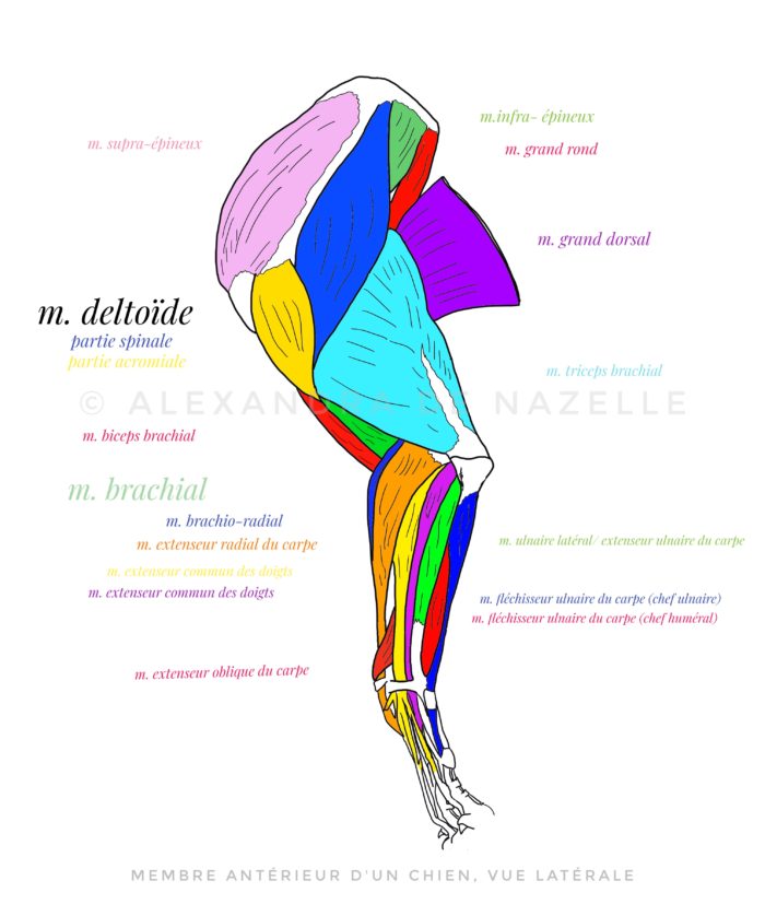 Muscles du membre antérieur du chien : épaule et bras – Vet4Care