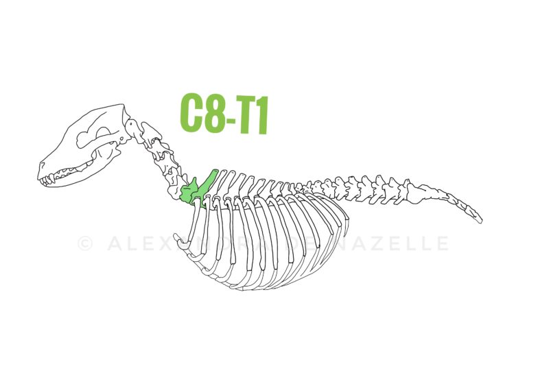 Crâne de chien – Vet4Care