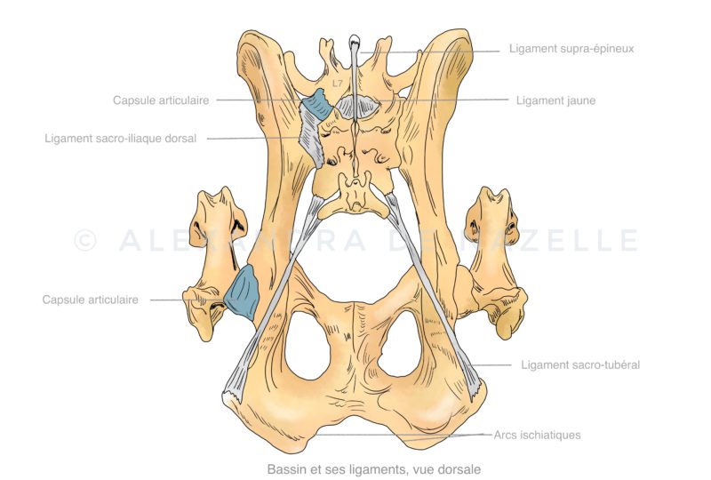 Bassin et sacrum du chien – Vet4Care