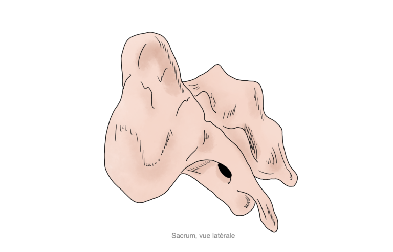 Bassin et sacrum du chien – Vet4Care