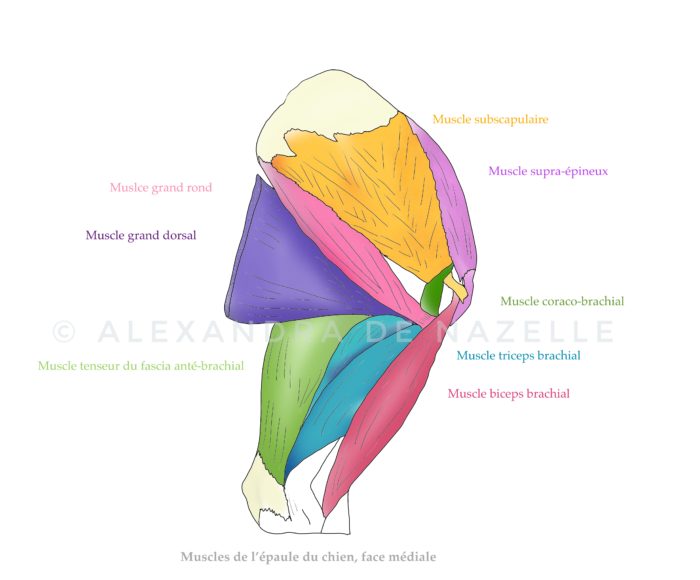 Inflammation du tendon du muscle biceps brachial chez le chien – Vet4Care